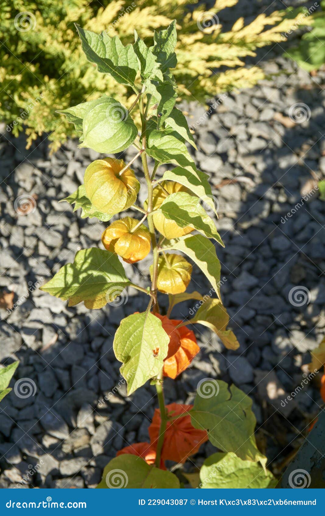 The Berry of the Physalis in the Red Shell on the Branch - Physalis ...