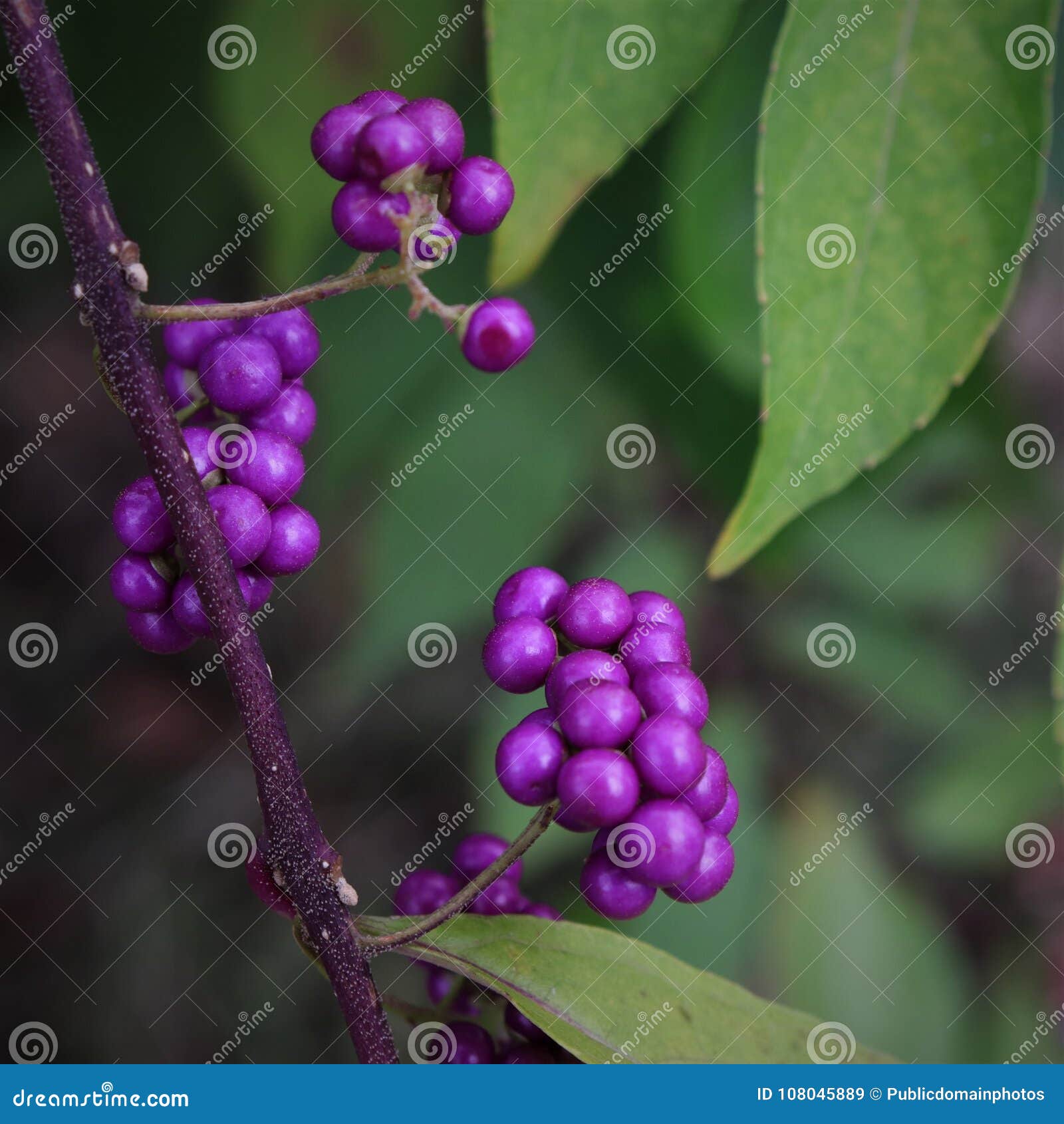 Berry, Plant, Flora, Fruit Picture. Image: 108045889