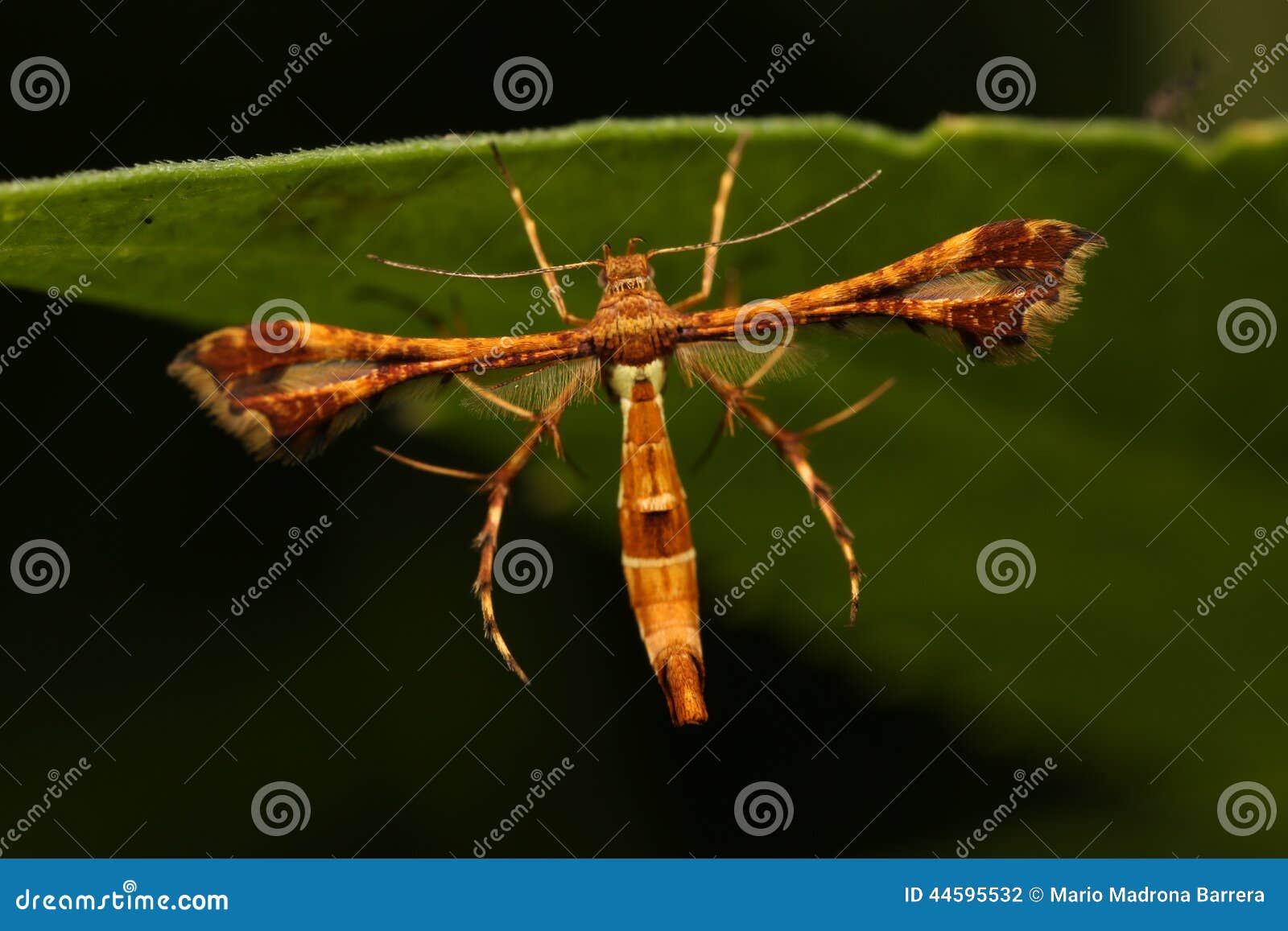 Berry plume moth stock photo. Image of scary, moth, monster - 44595532