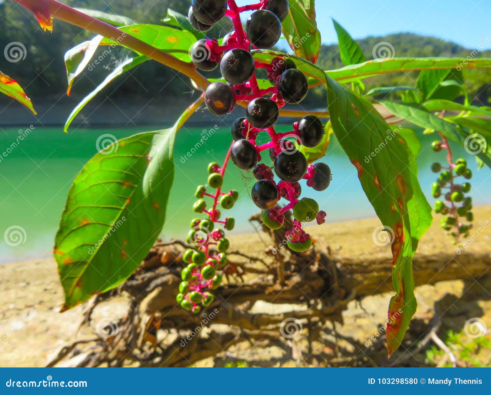 Berry Poison foto de archivo. Imagen de hermoso, playa - 103298580