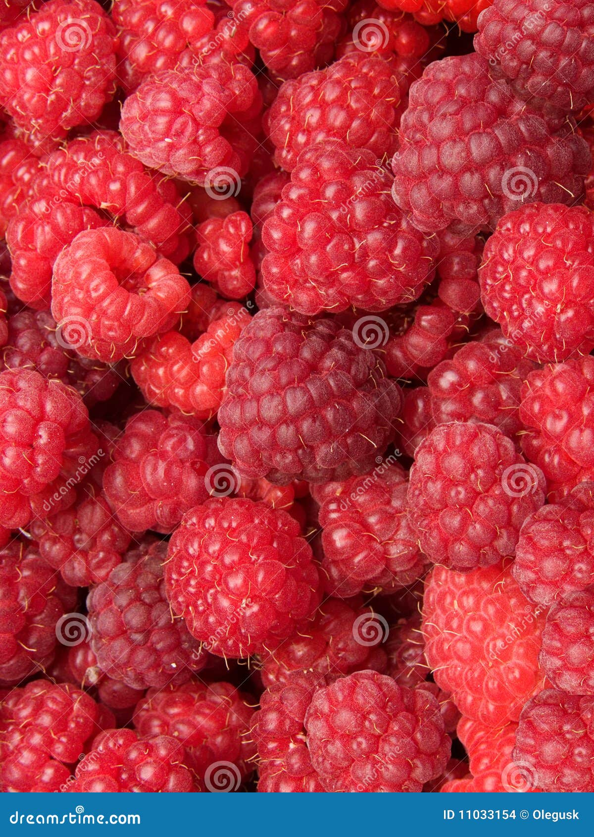 Berry raspberry stock photo. Image of summer, close, flora - 11033154