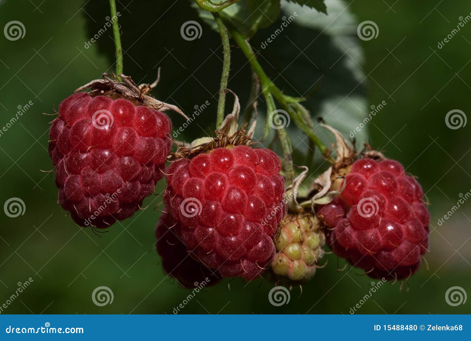 Berry raspberry stock photo. Image of vegetarian, meal - 15488480