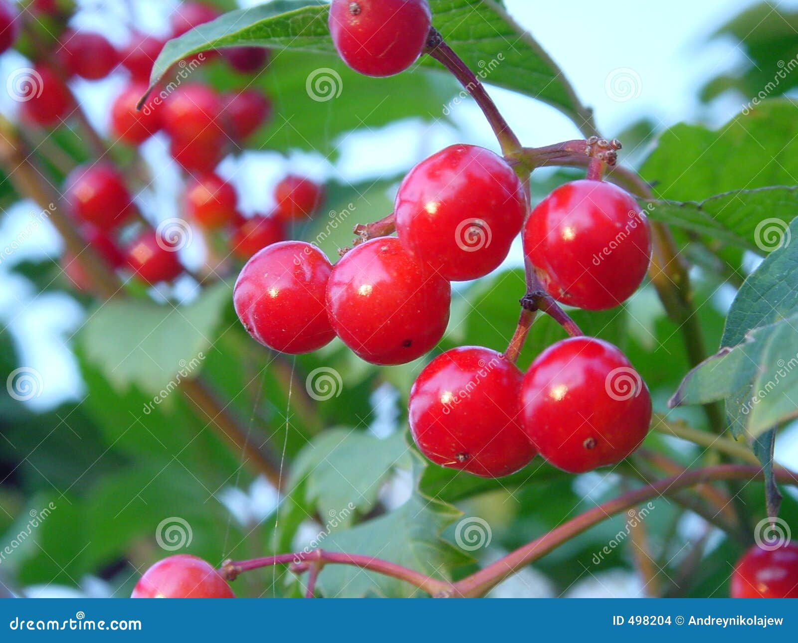 Berry Red Picture. Image: 498204