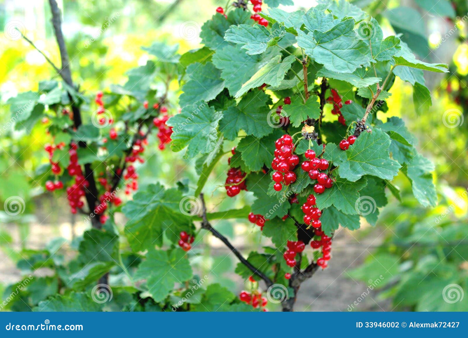 Berry of a Red Currant on the Bush Stock Photo - Image of garden, leaf ...