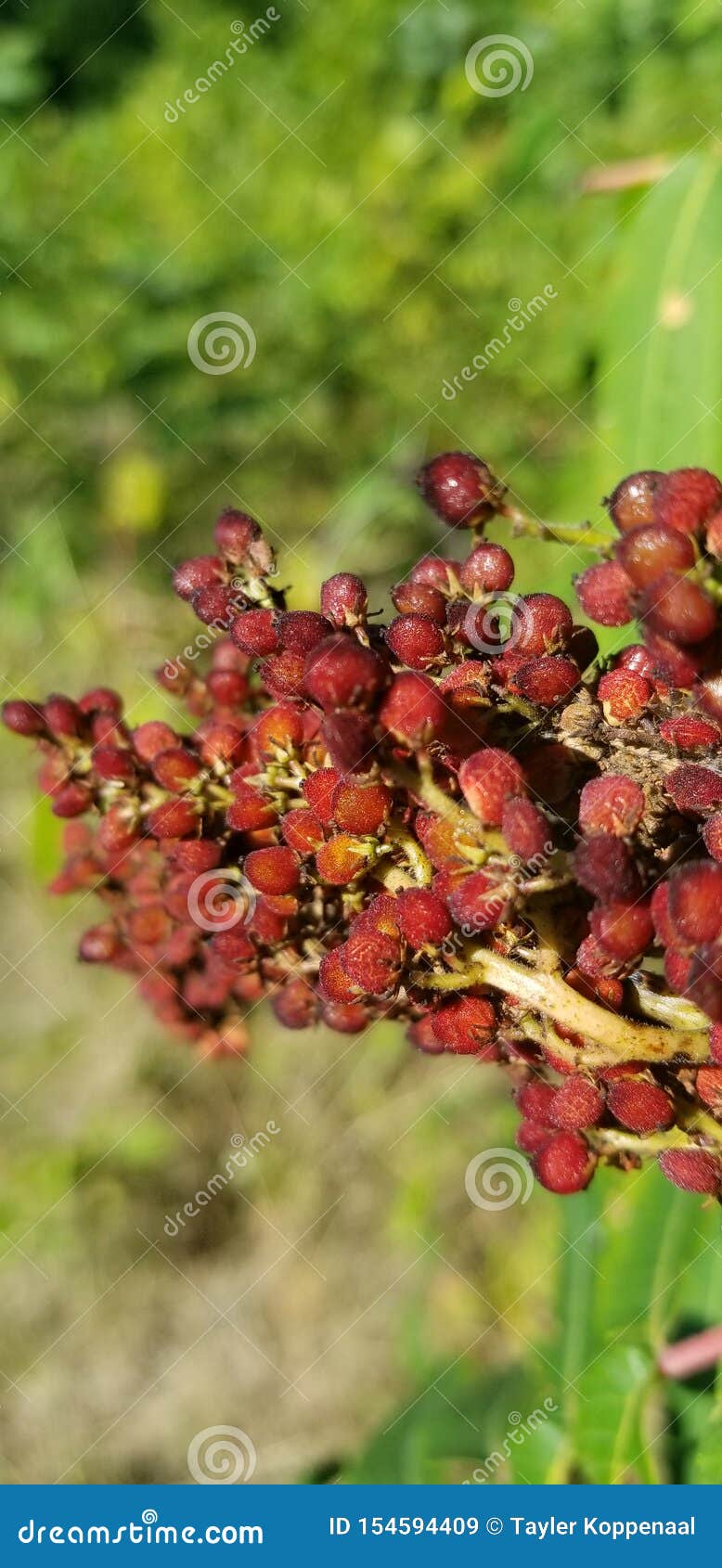 Berry Red in Grassy Land stock image. Image of berriesgrass - 154594409