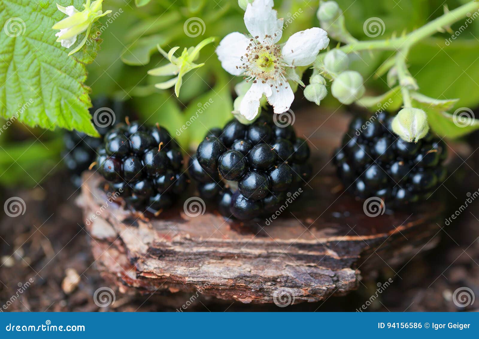 Berry Ripe Fresh Black Berry in Grass Stock Photo - Image of plant ...
