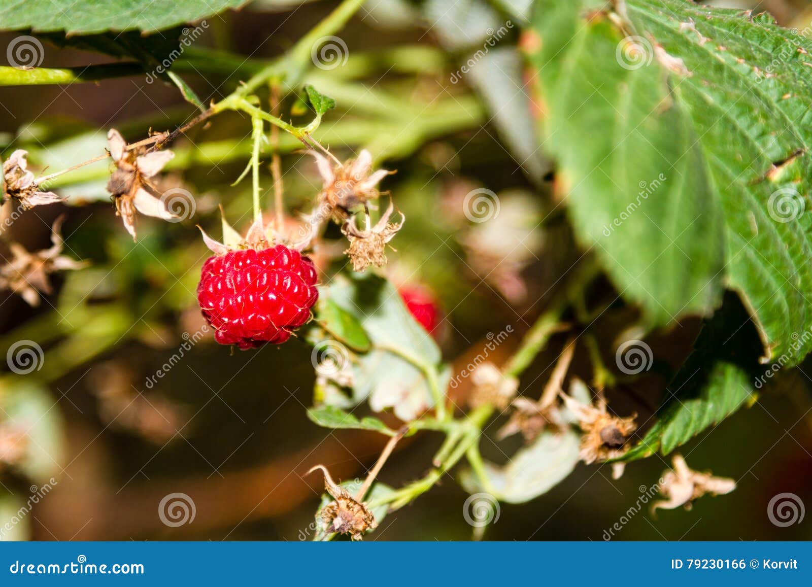 Berry Ripe Raspberries in the Sun Stock Photo - Image of food, green ...