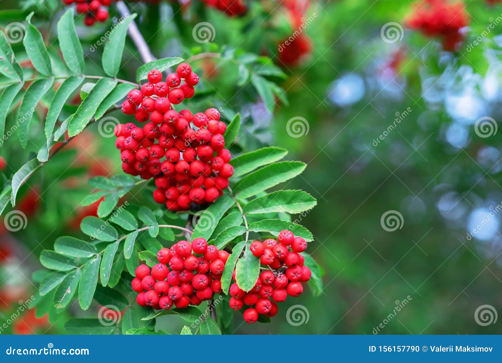 Berry Roux. Clusters De Fruits Rouges Photo stock - Image du orange ...