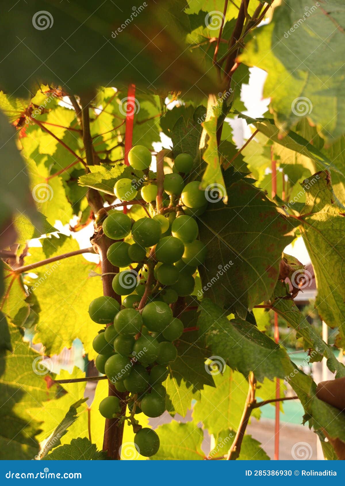 Berry Set of Grapevine in the Back Yard Stock Photo - Image of berry ...
