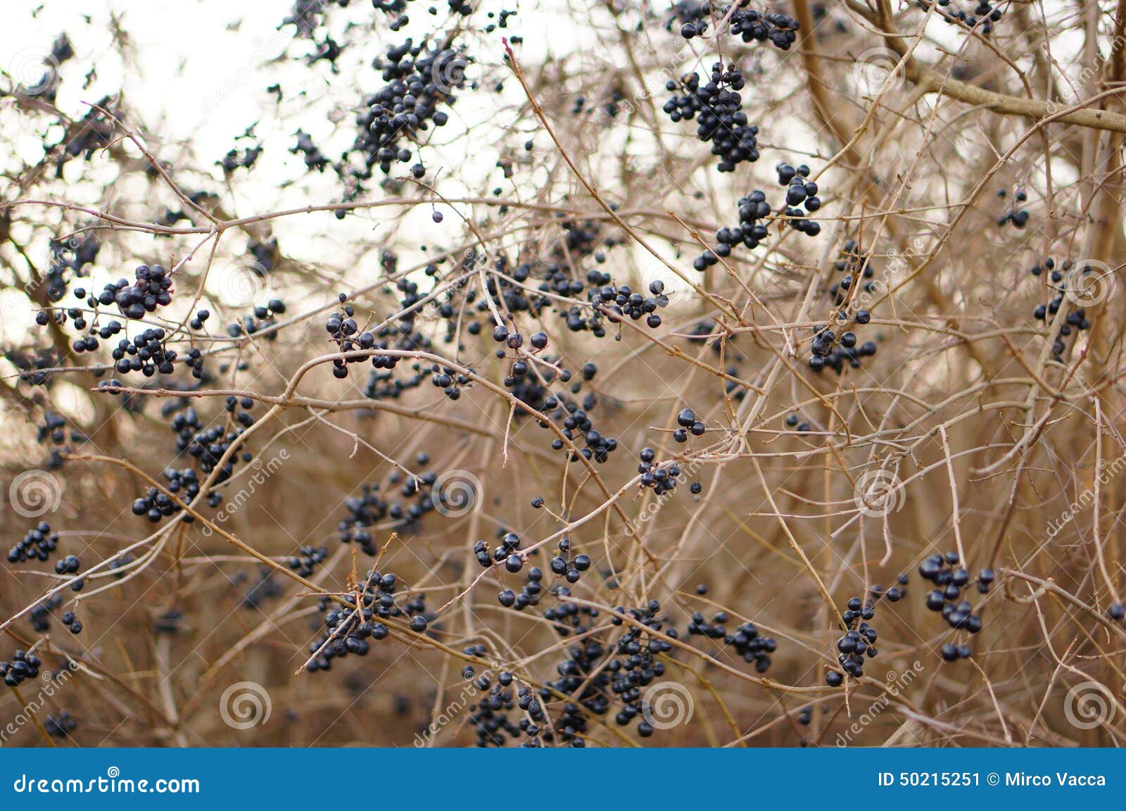 Berry shrub stock image. Image of berries, bush, berry - 50215251
