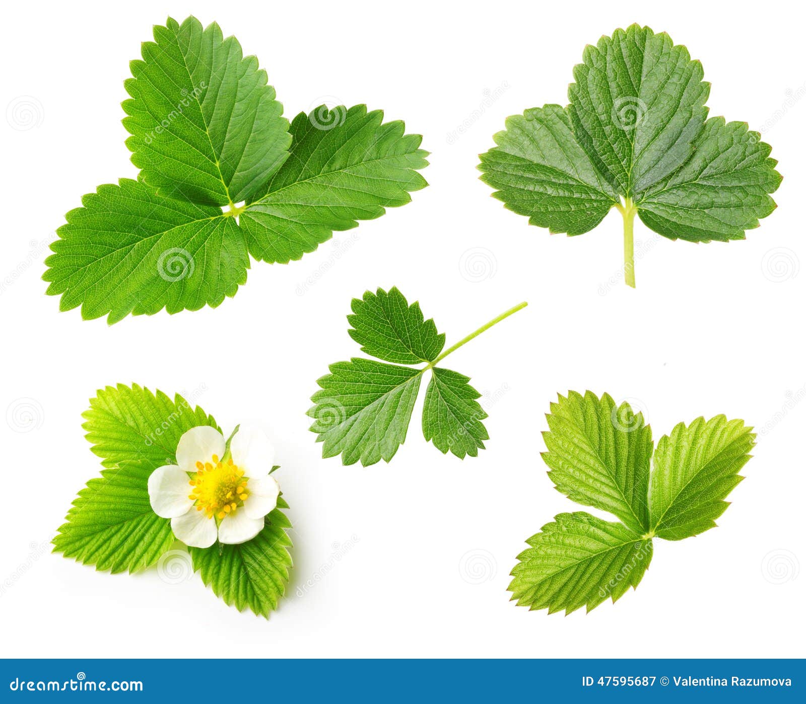 Strawberry Leaf On Wood Background Royalty-Free Stock Image ...