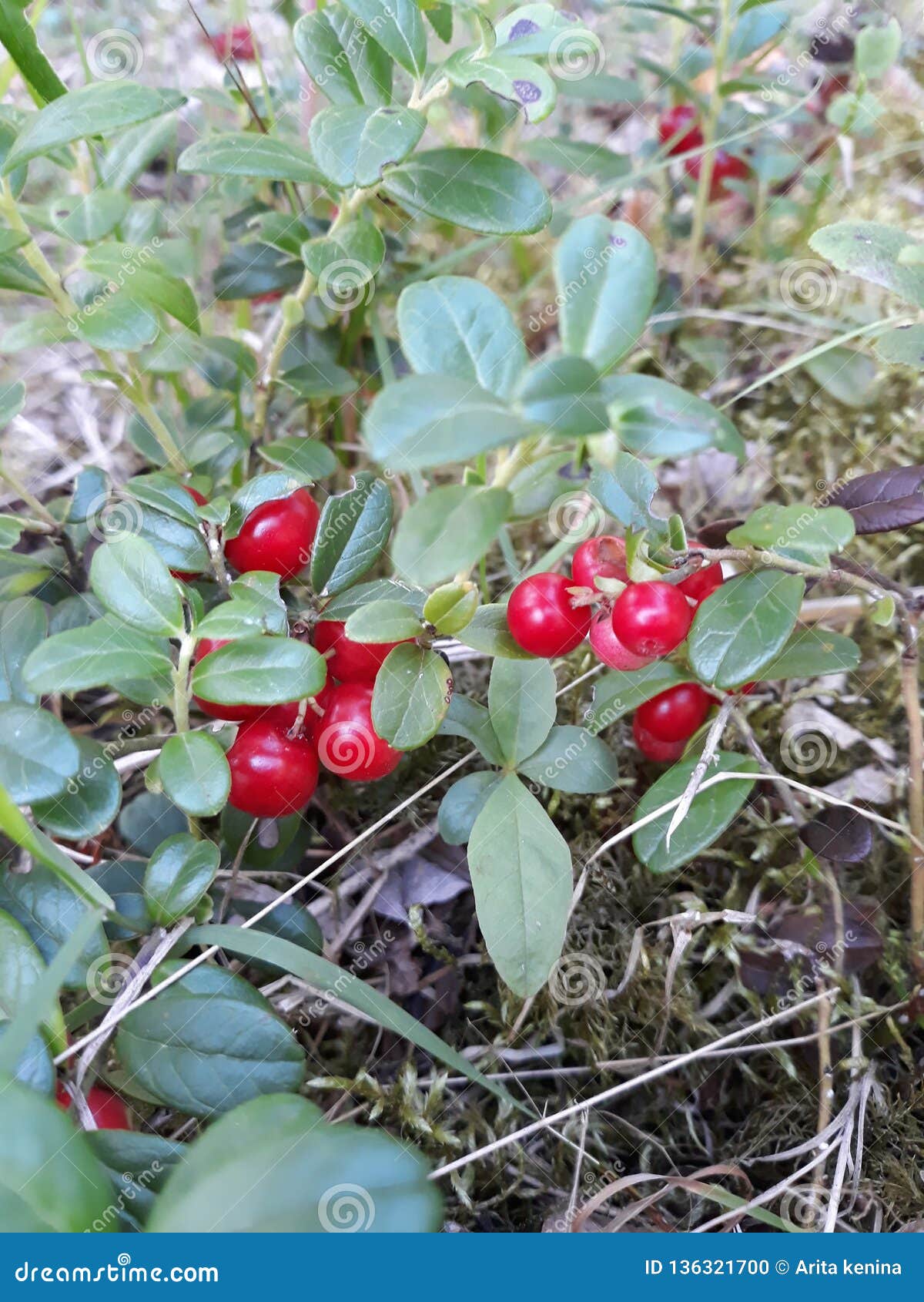 Berry time stock photo. Image of berry, forest, berries - 136321700