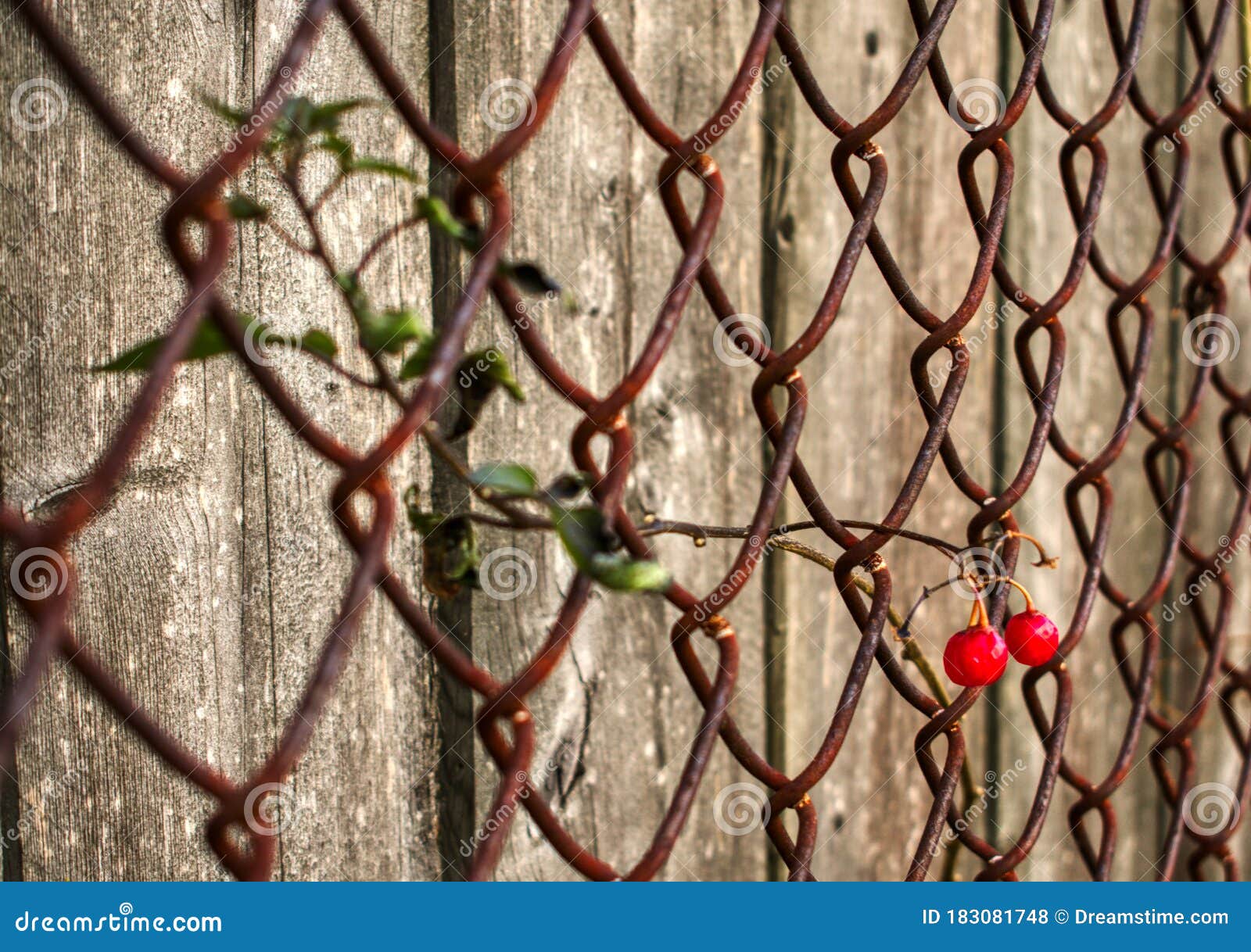 Berry Vine Tangled in Rusting Fence Stock Photo - Image of plant, berry ...