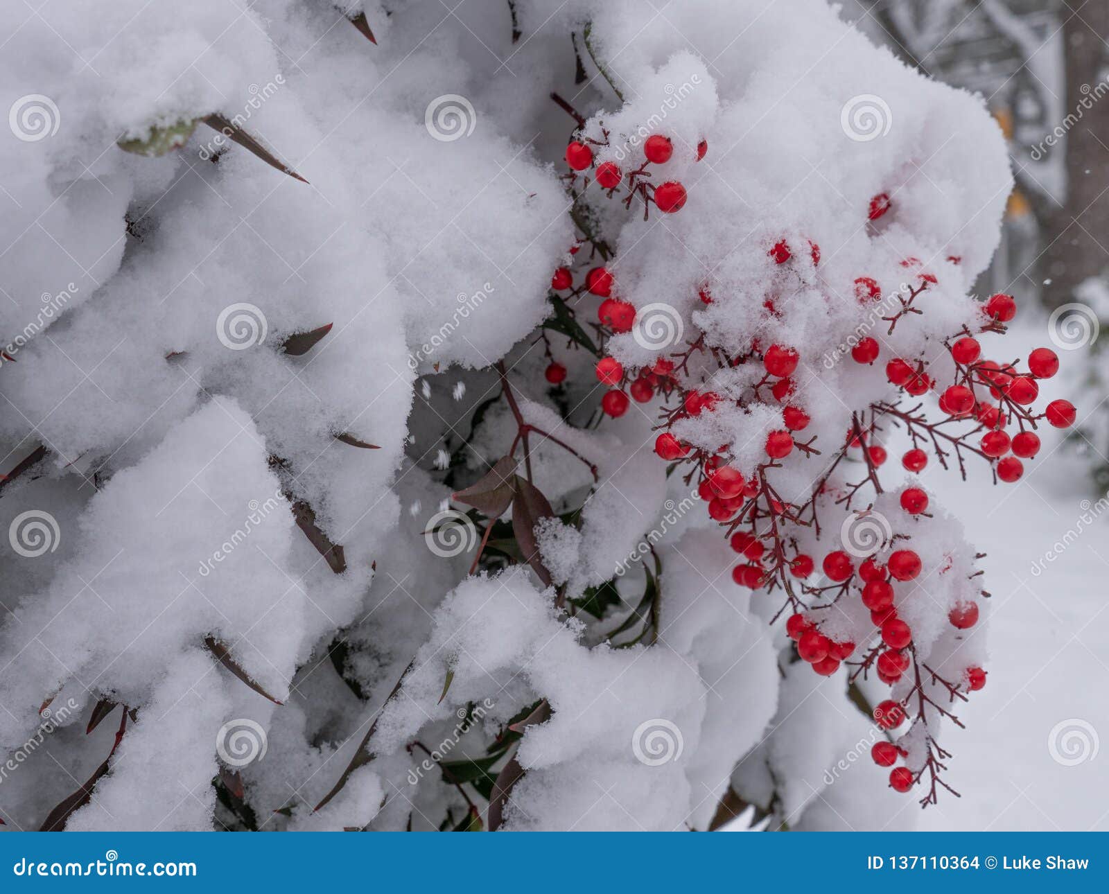 Berry Winter stock photo. Image of bright, branch, food - 137110364