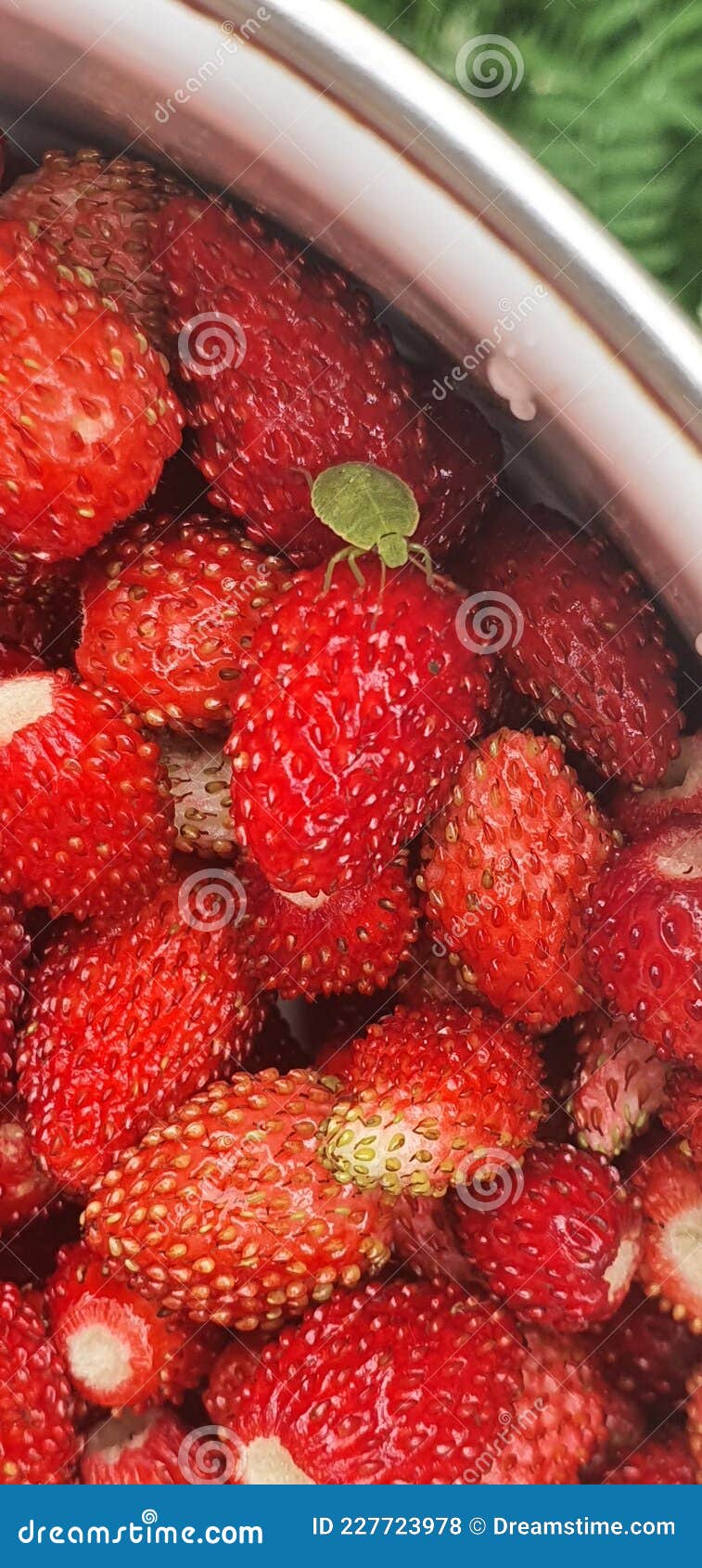 Berry y un insecto foto de archivo. Imagen de fruta - 227723978