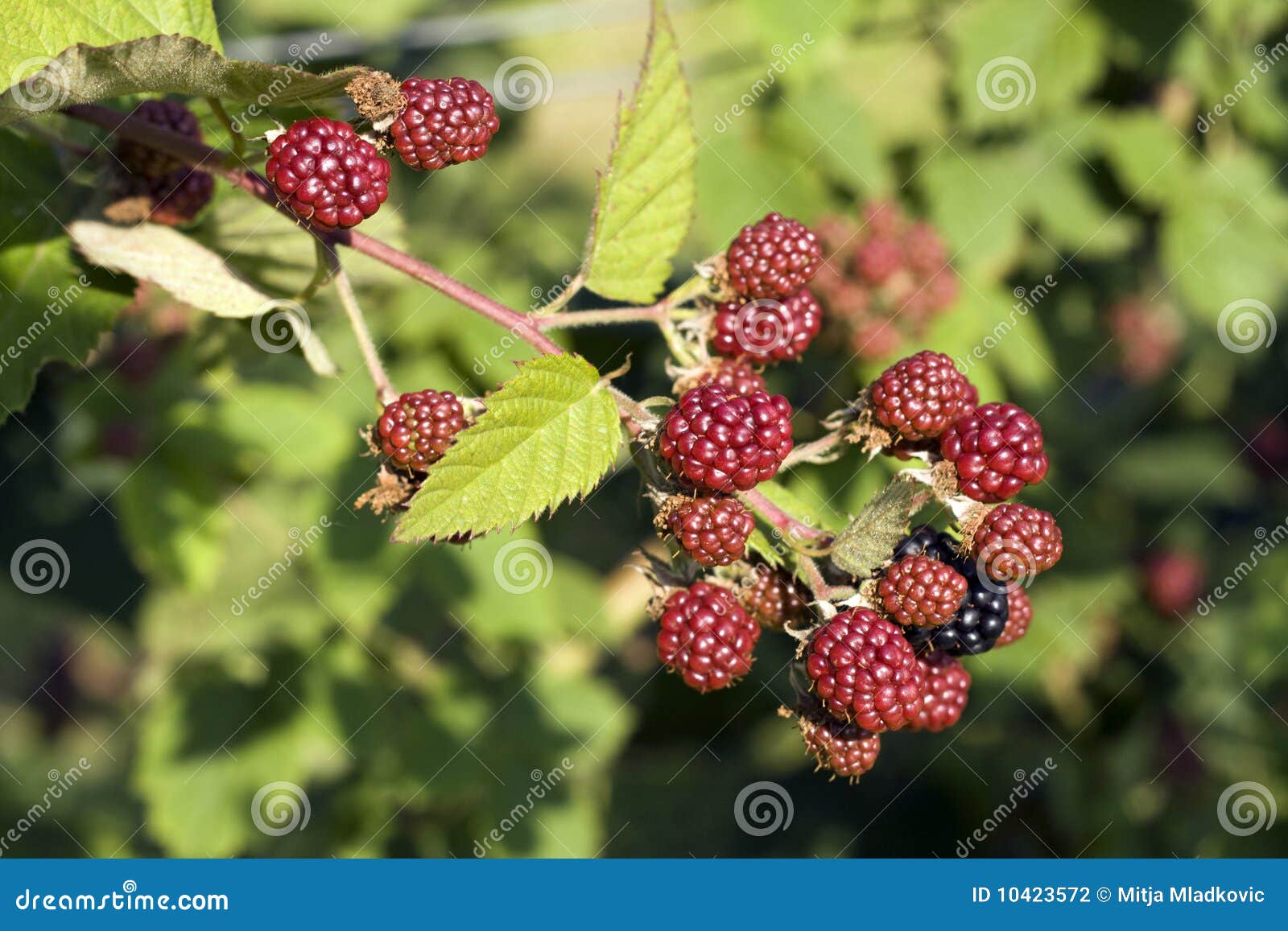 Berrys Stock Photography - Image: 10423572