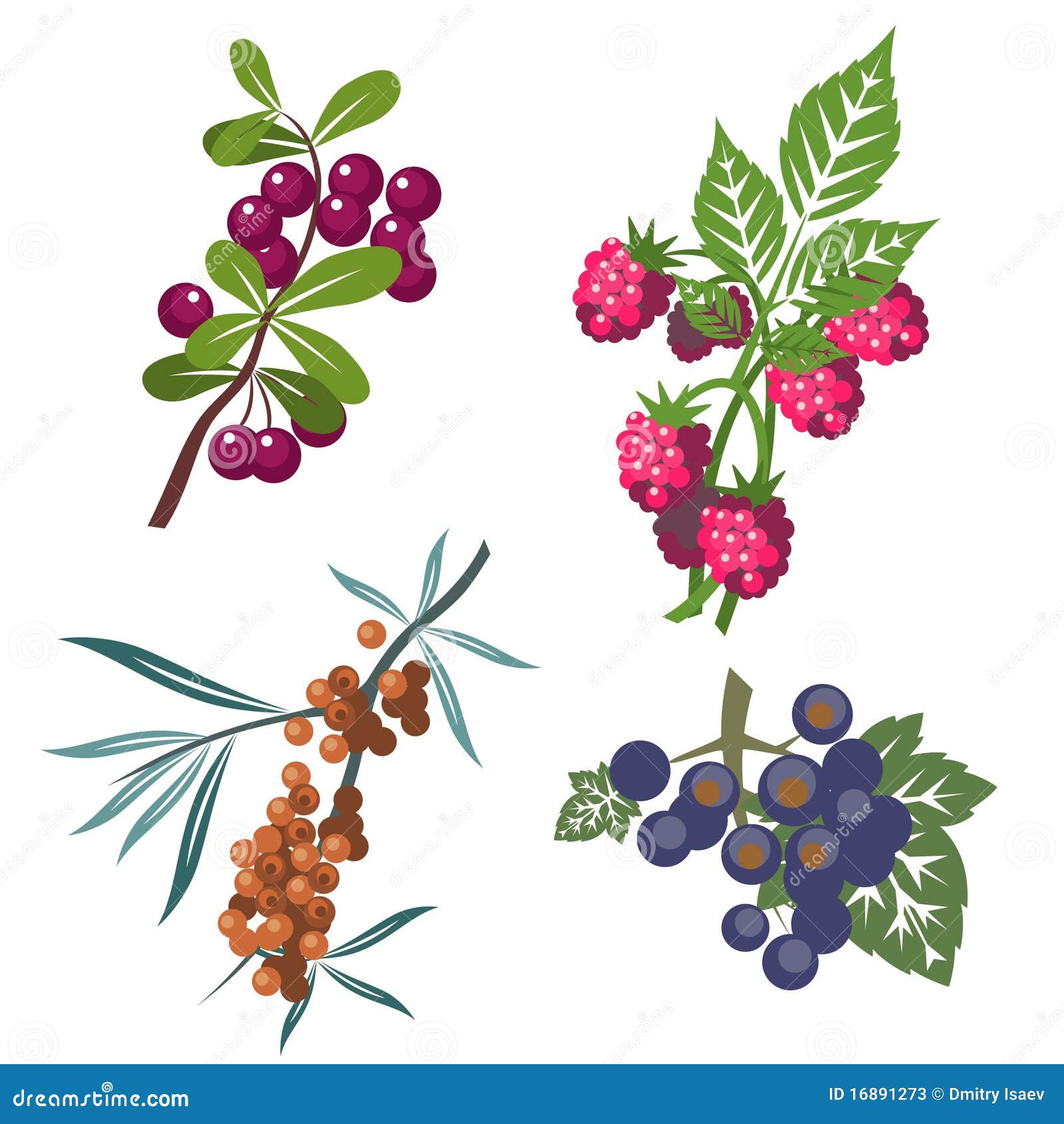 Berrys set 01 stock vector. Illustration of cherry, berries - 16891273