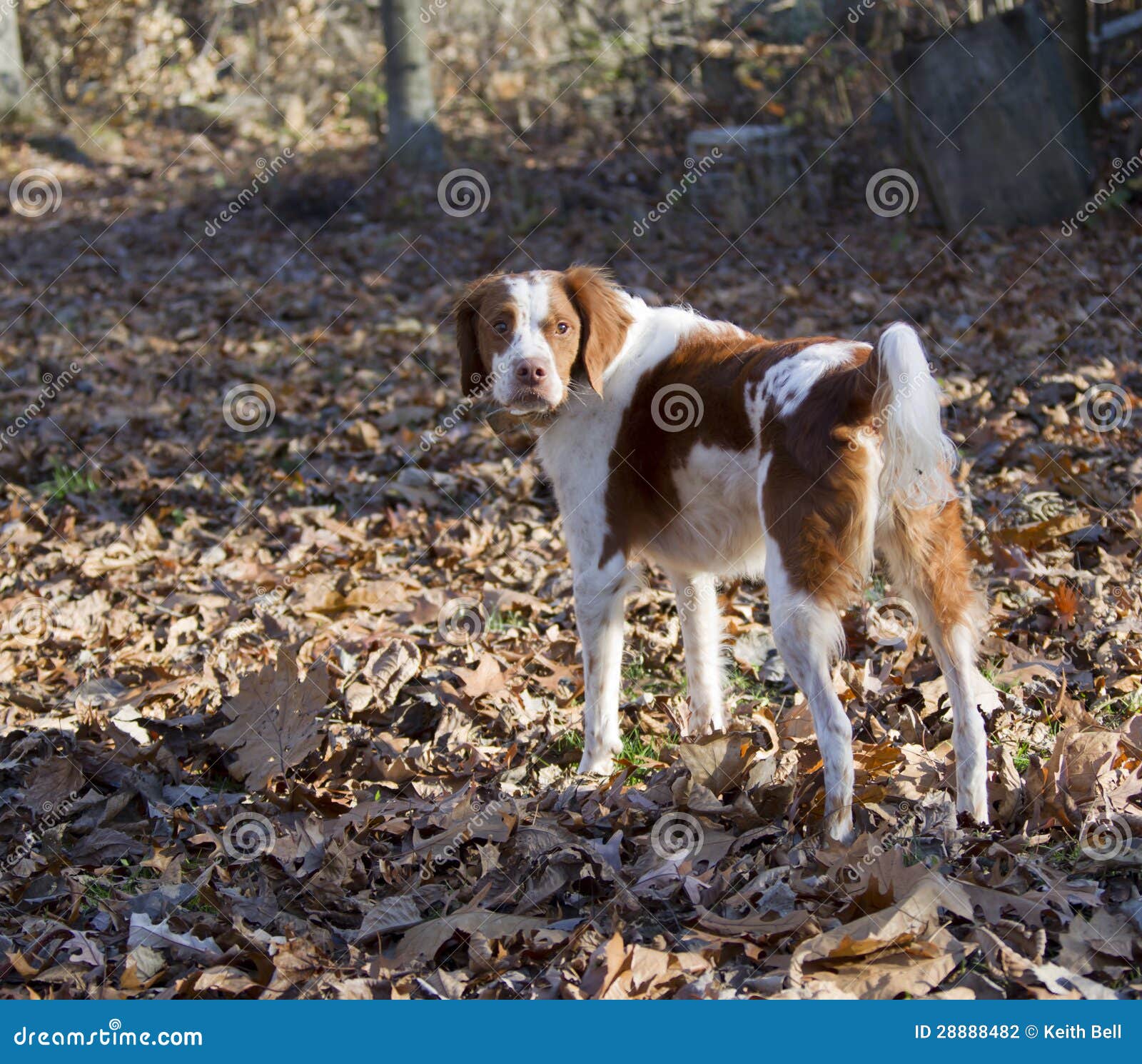 Brittany Spaniel And Chihuahua Stock Image | CartoonDealer.com #35867353