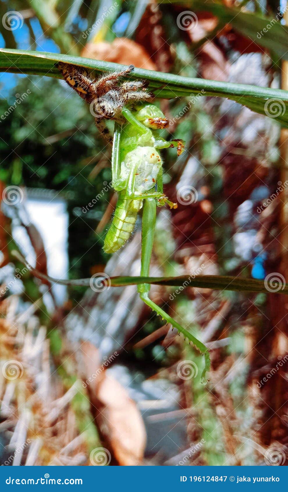 The Spider Preyed On The Praying Mantis, Hangs Out In Her Web Stock ...