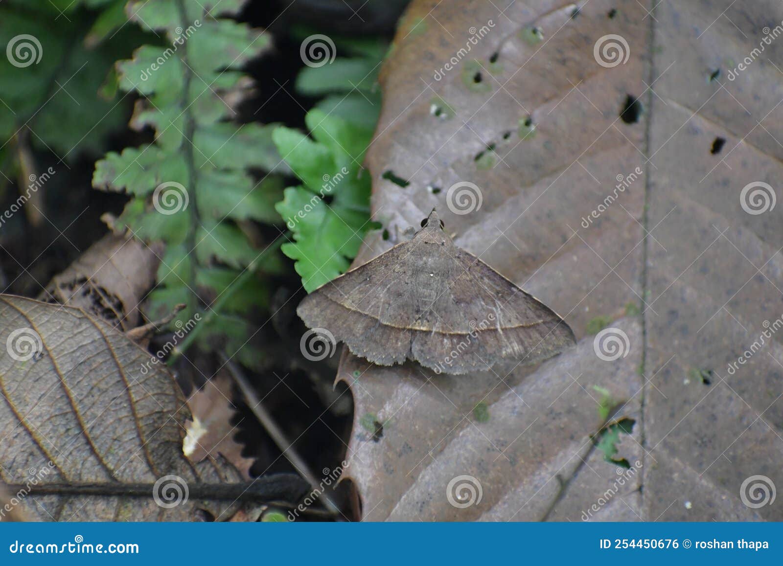 BertulaInsects- Moth Butterfly Stock Photo - Image of 1859, family ...