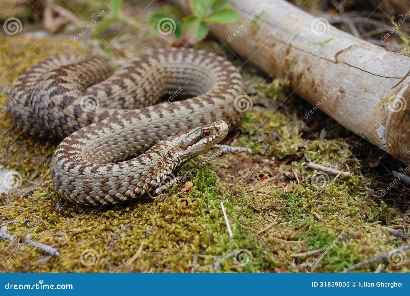 Berus del Vipera imagen de archivo. Imagen de arrastramiento - 31859005