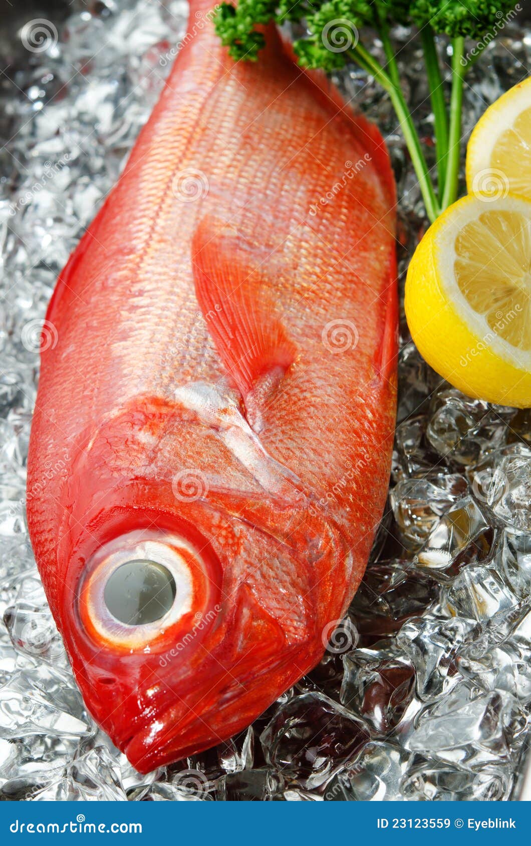 Beryx stock image. Image of eating, aquatic, animal, diet - 23123559