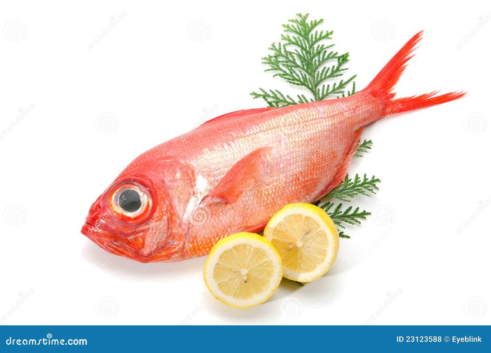 Beryx photo stock. Image du préparé, seafood, copie, ailette - 23123588