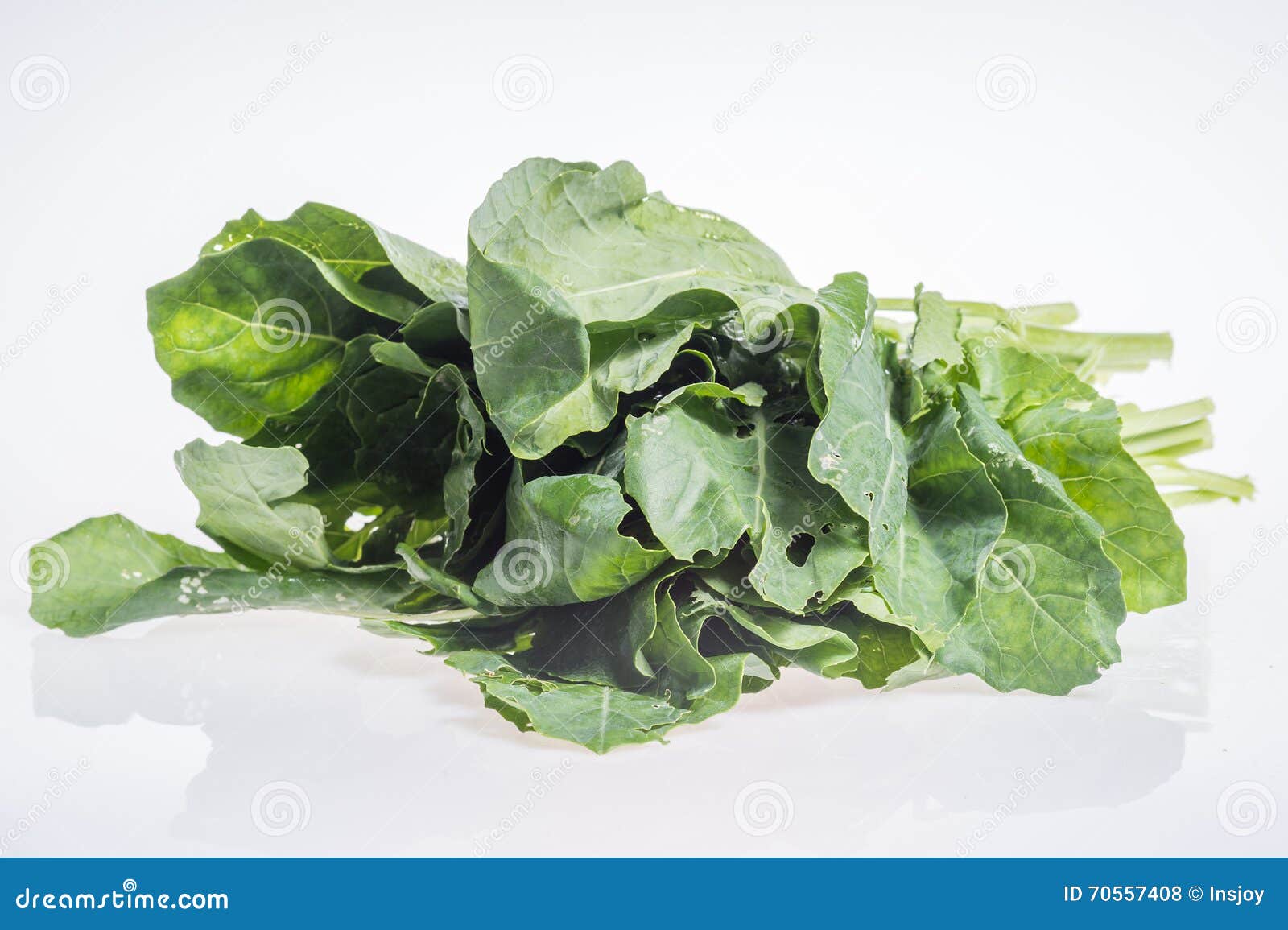 Berza (col rizada china) foto de archivo. Imagen de travieso - 70557408