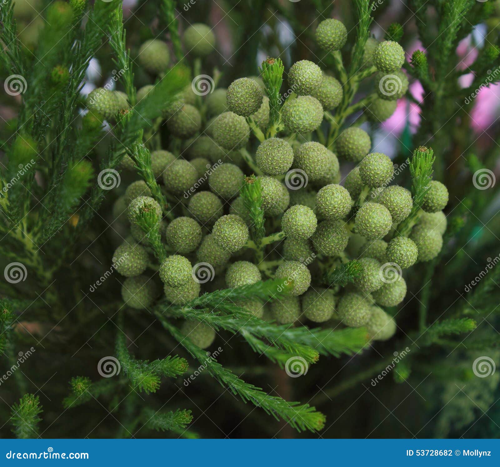 Berzelia - Buttonbush stock photo. Image of nature, botany - 53728682