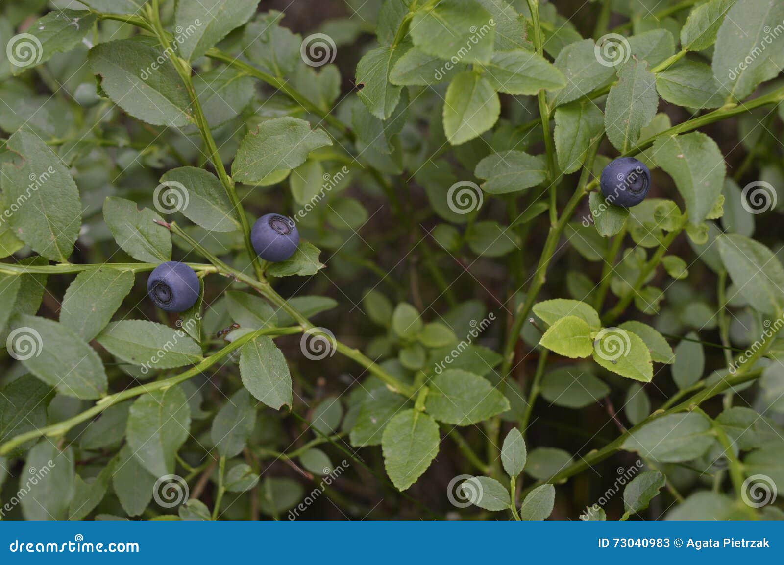 Bes, bosbes, braambes stock afbeelding. Image of zwart - 73040983