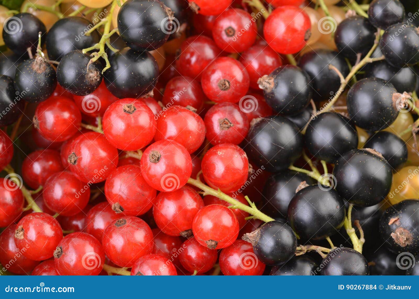 Bes - rood en zwarte stock foto. Image of vegetariër - 90267884