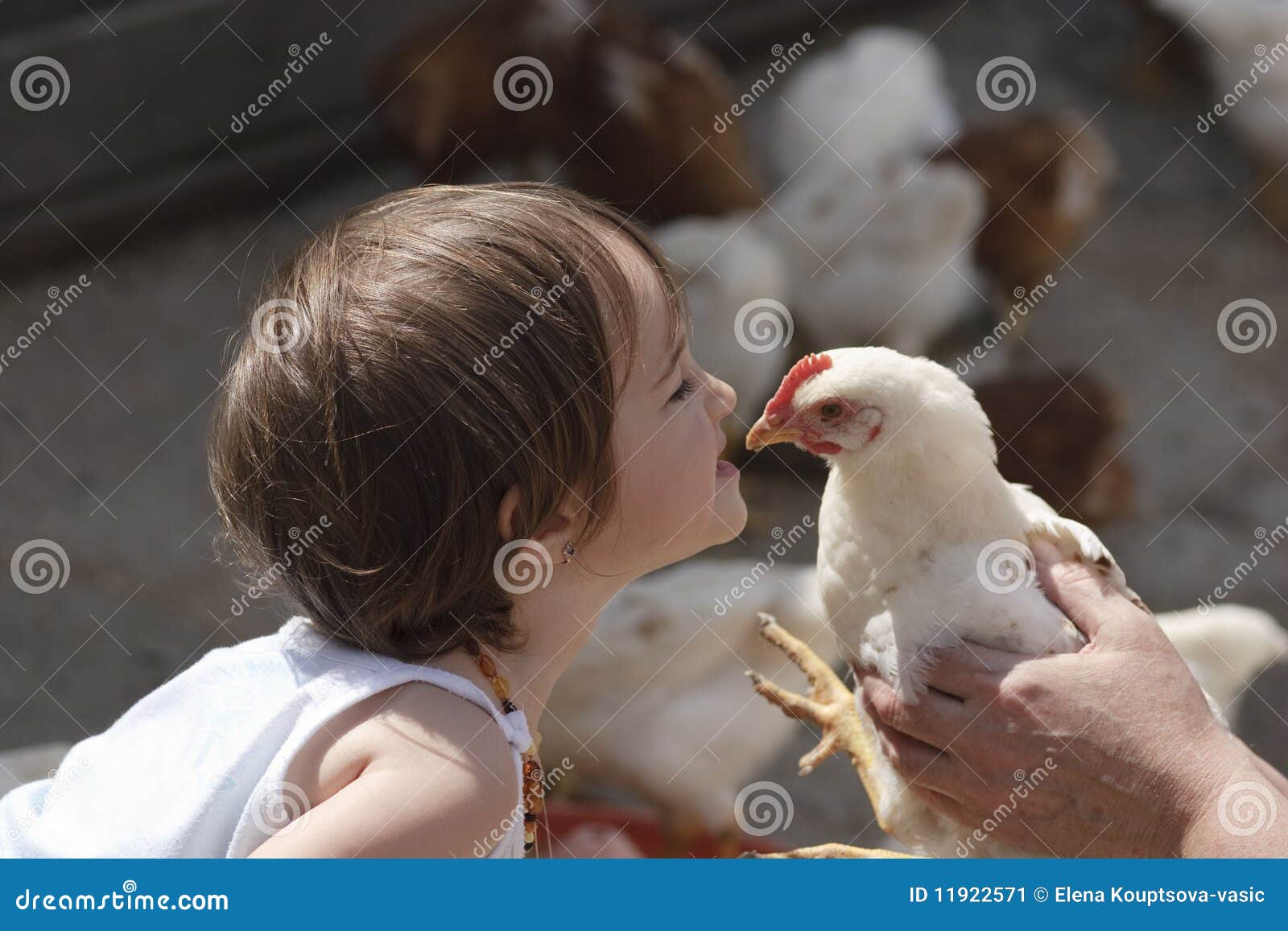 Besar el pollo imagen de archivo. Imagen de granja, verano - 11922571