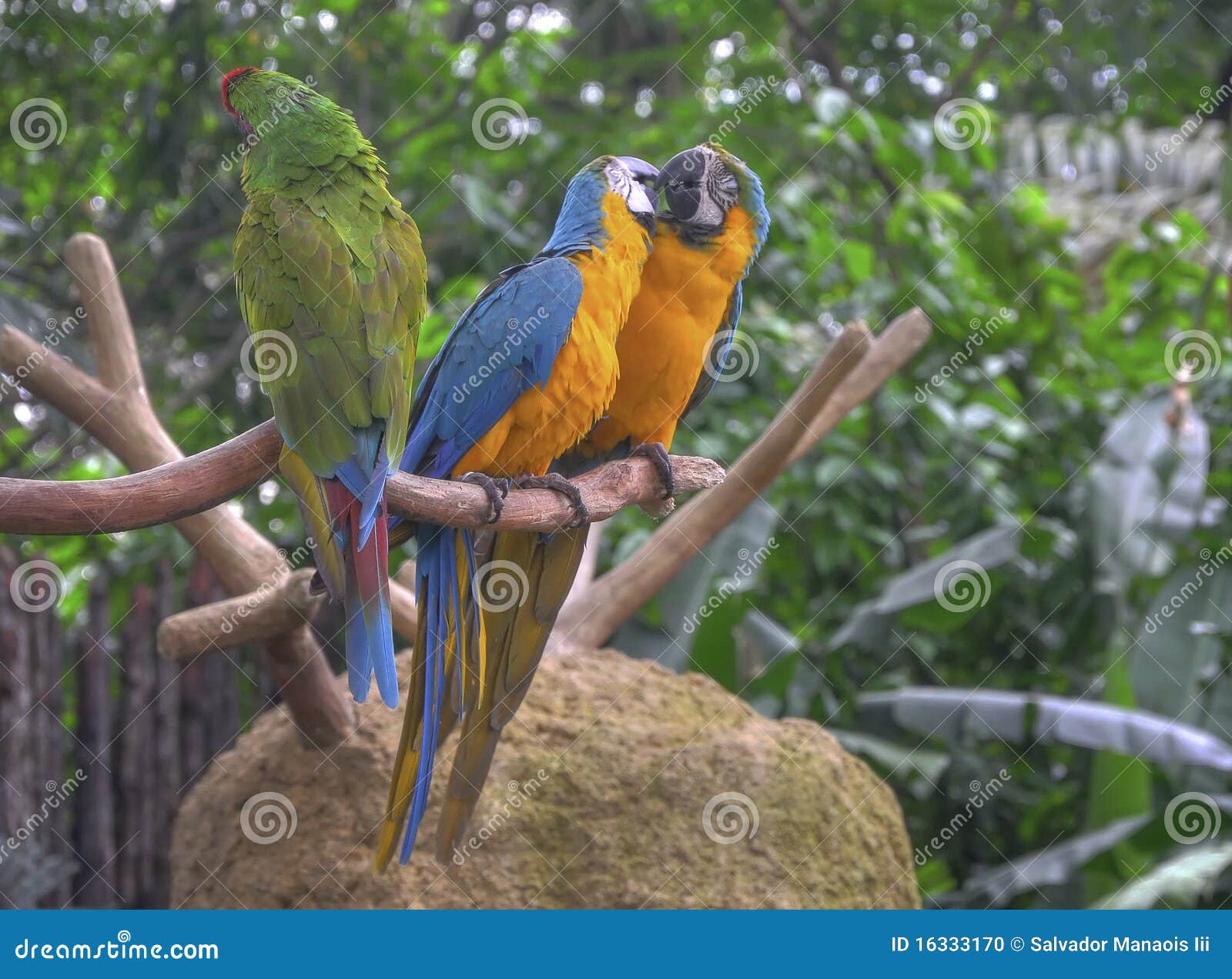 Besar loros foto de archivo. Imagen de atractivo, animales - 16333170