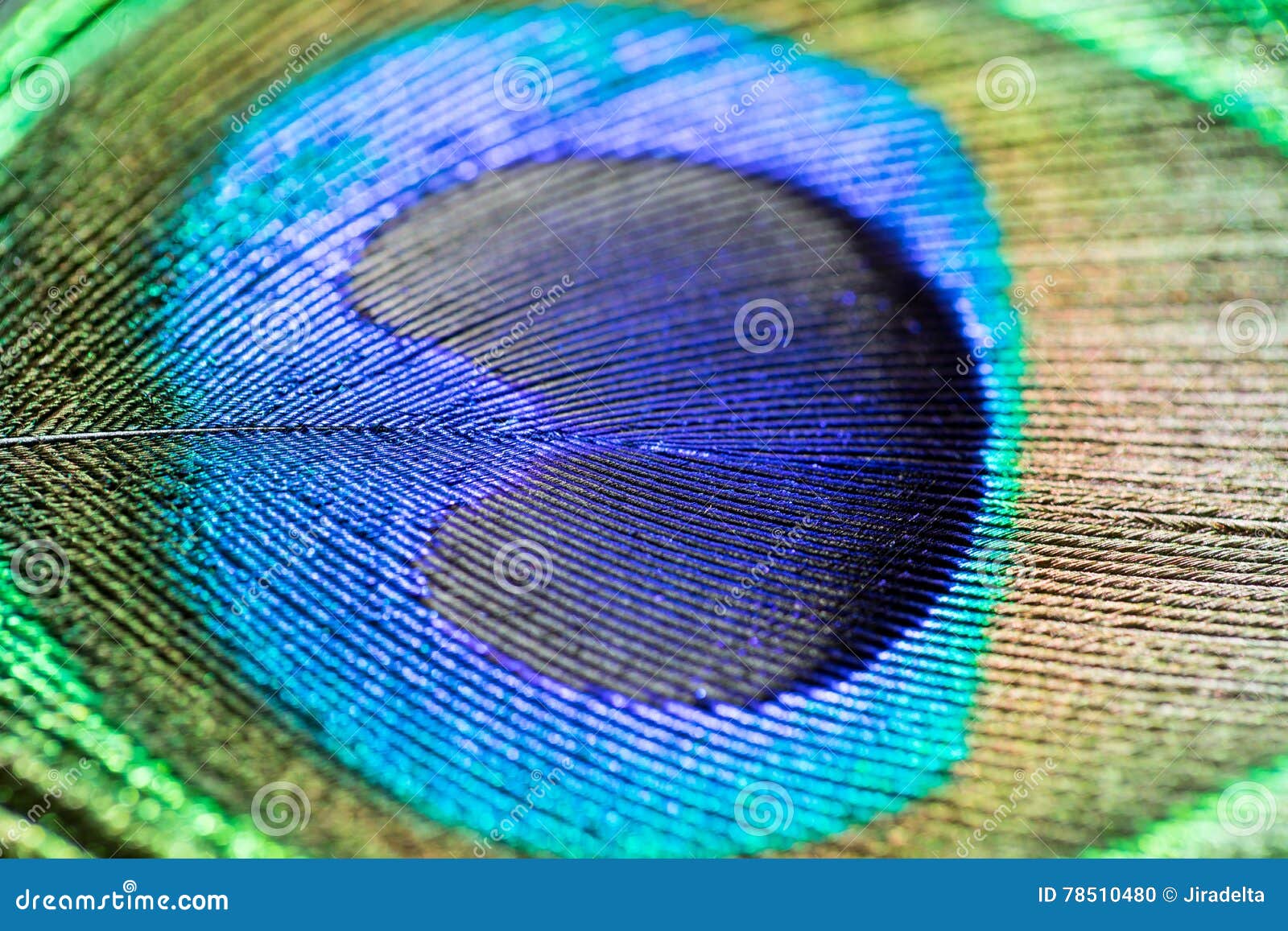 Beschaffenheit Der Pfaufeder Stockfoto - Bild von nahaufnahme, schön ...