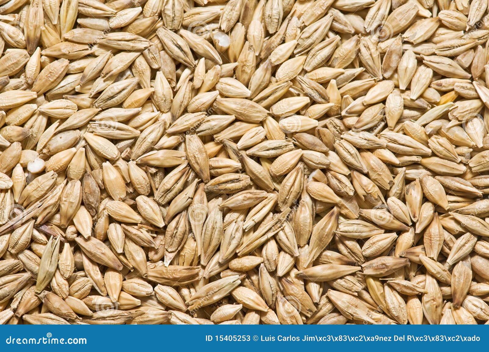 Beschaffenheits-Gerste stockbild. Bild von saatgut, weizen - 15405253