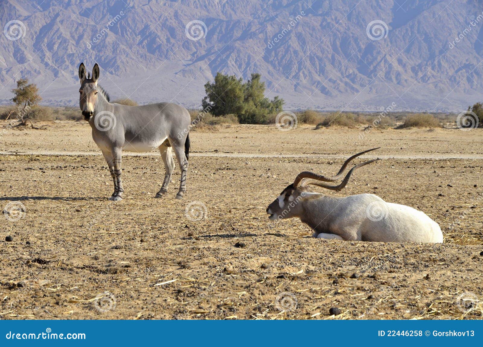 Beschermde Dieren in Hai-Staaf Reserve, Eilat Stock Foto - Image of ...
