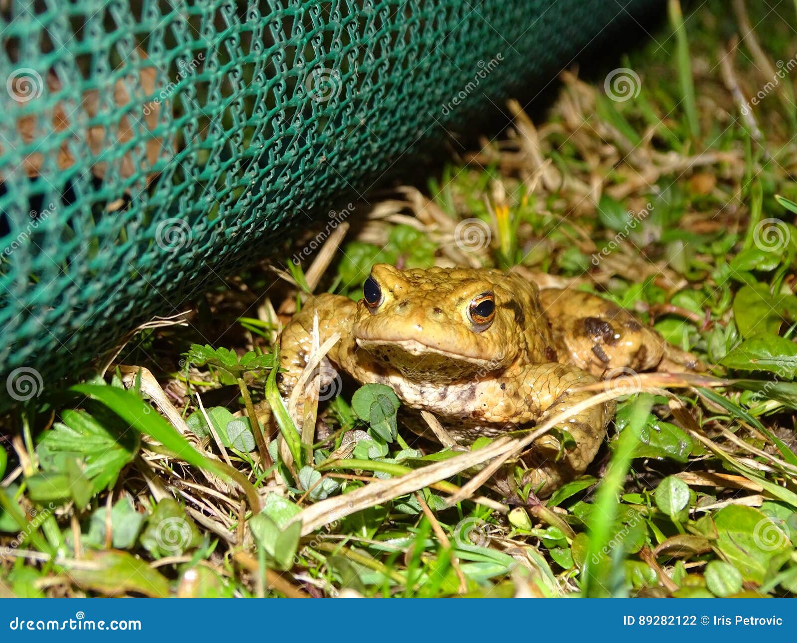 Bescherming van amfibieen stock foto. Image of helpen - 89282122