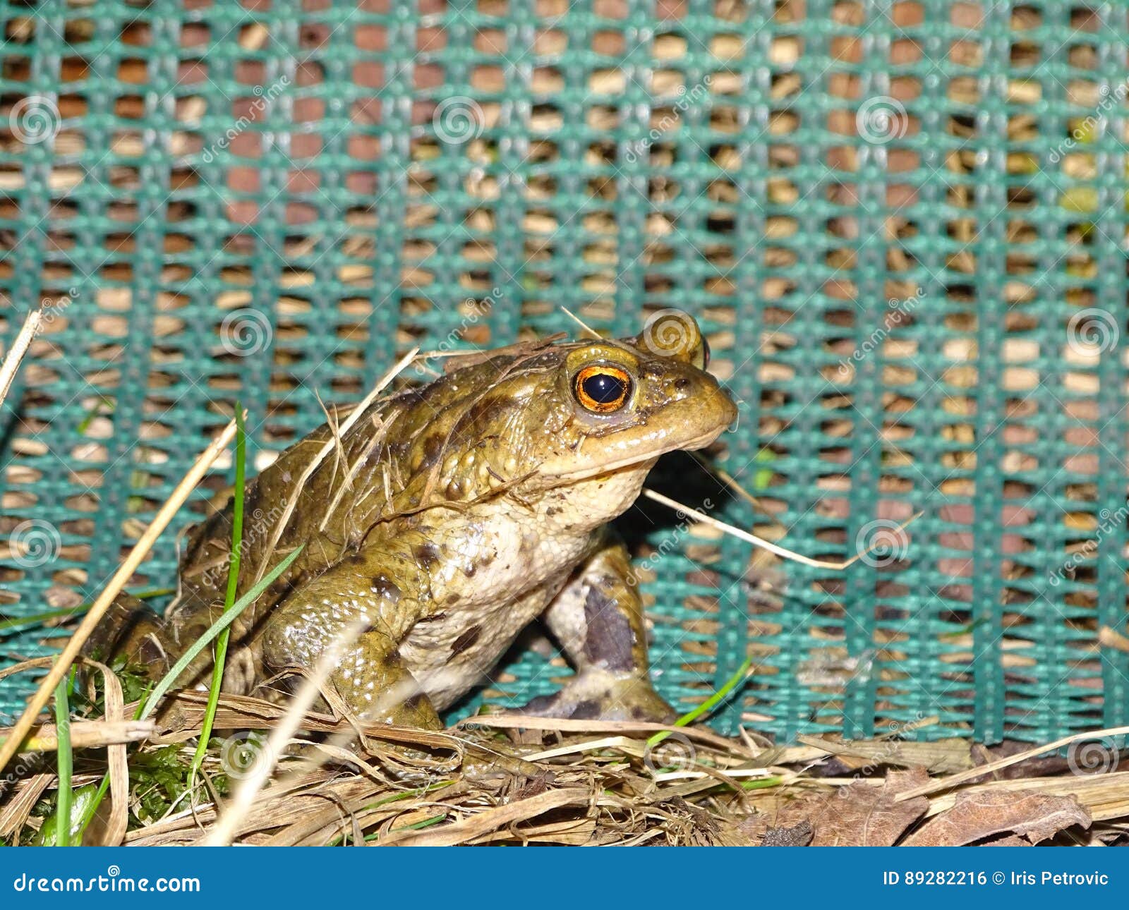 Bescherming van amfibieen stock foto. Image of migrerend - 89282216