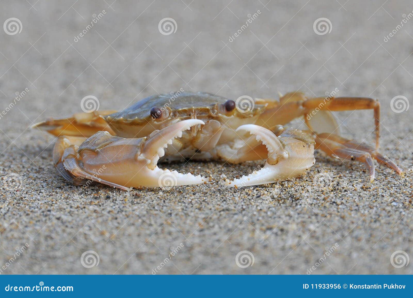 Bescherming Van Een Kleine Krab Stock Foto - Image of één, dier: 11933956