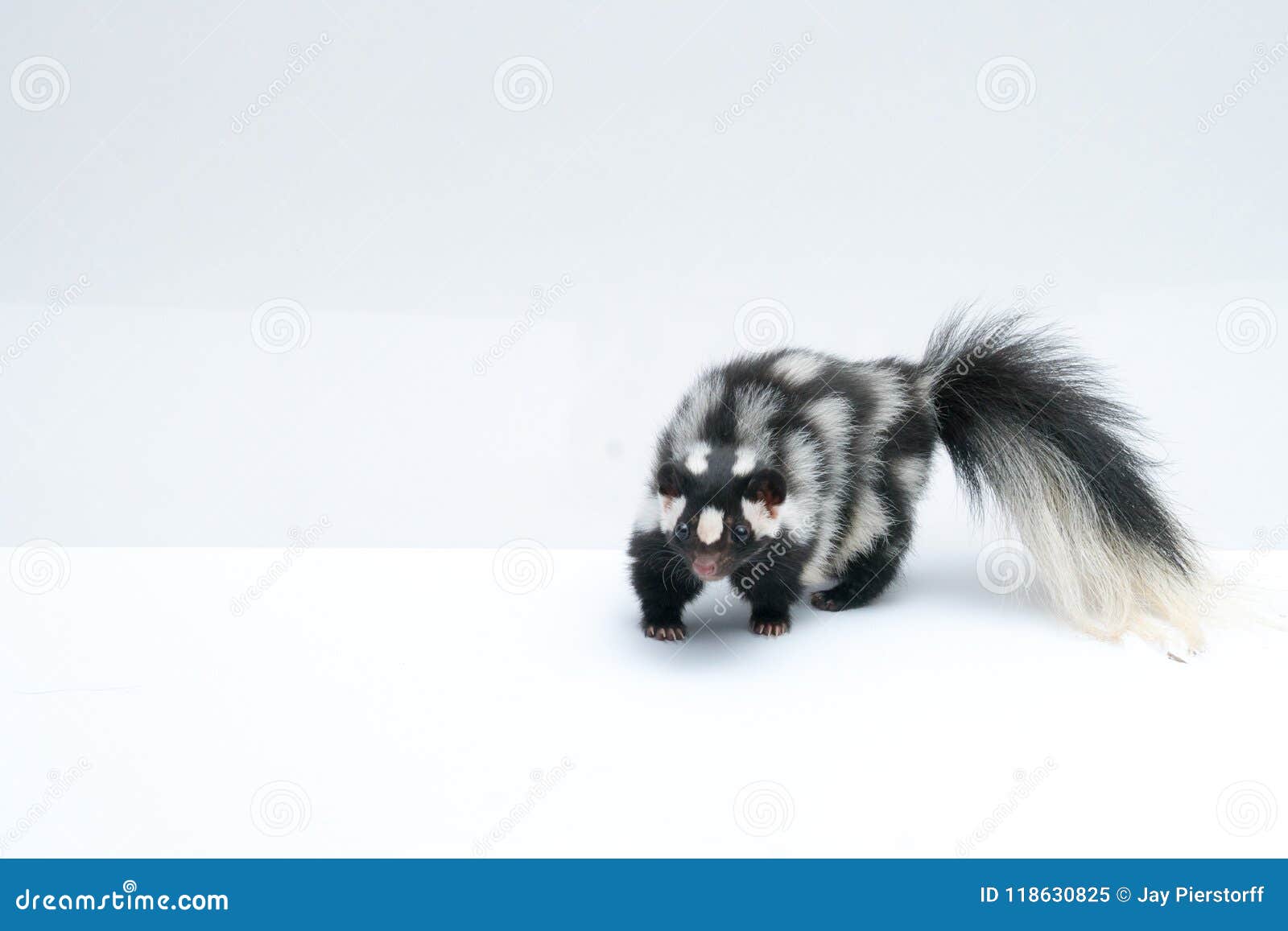 3,743 Stinktier Fotos - Kostenlose und Royalty-Free Stock-Fotos von ...