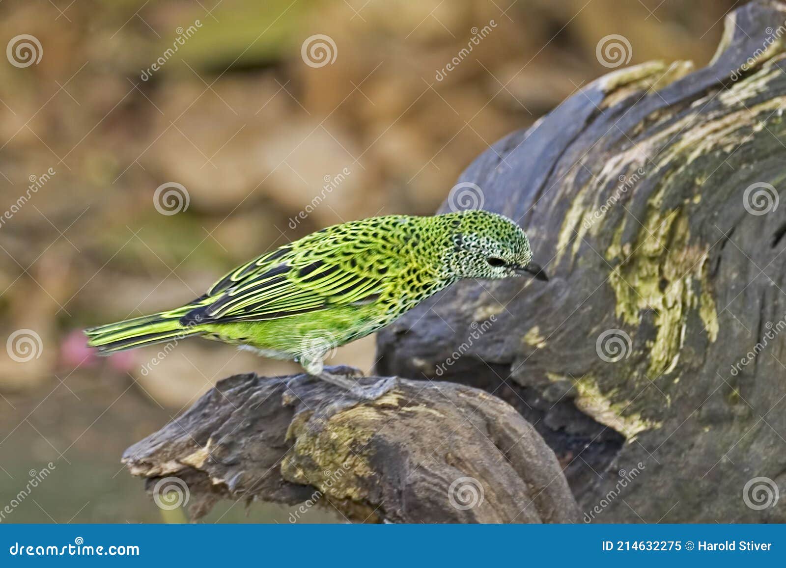 Beschmutztes Tanager Tangara Punctata Bewegte Sich in Einem Baum ...