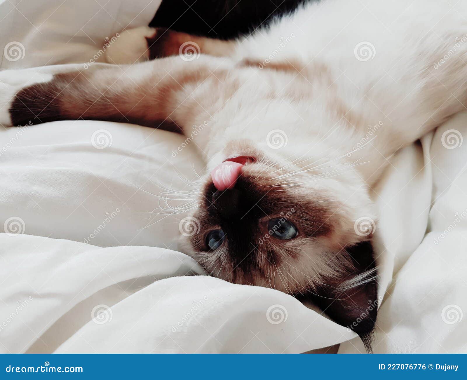 Beso de gato birmano foto de archivo. Imagen de nariz - 227076776