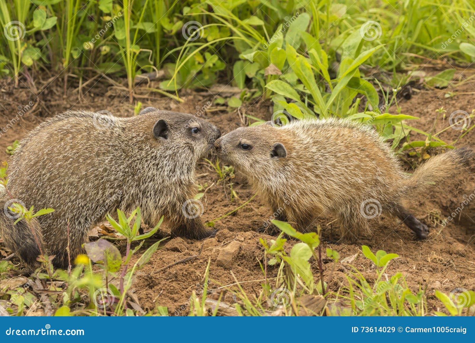 Beso de la marmota imagen de archivo. Imagen de bebé - 73614029
