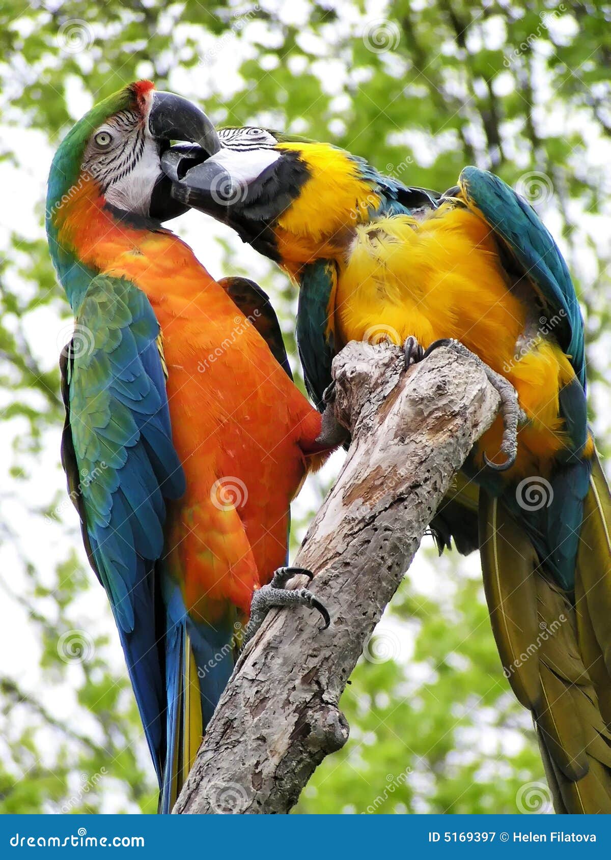 Beso de los loros imagen de archivo. Imagen de pluma, amoroso - 5169397