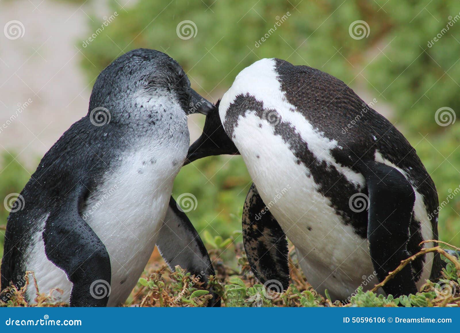Beso Del Pingüino Stock Photos - Royalty Free Pictures