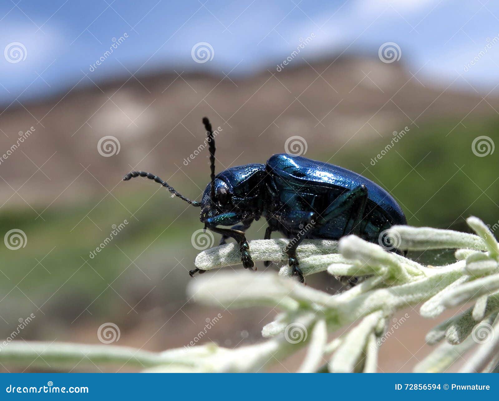 Besouro Azul Do Milkweed - Cobaltinus De Chrysochus Foto de Stock ...