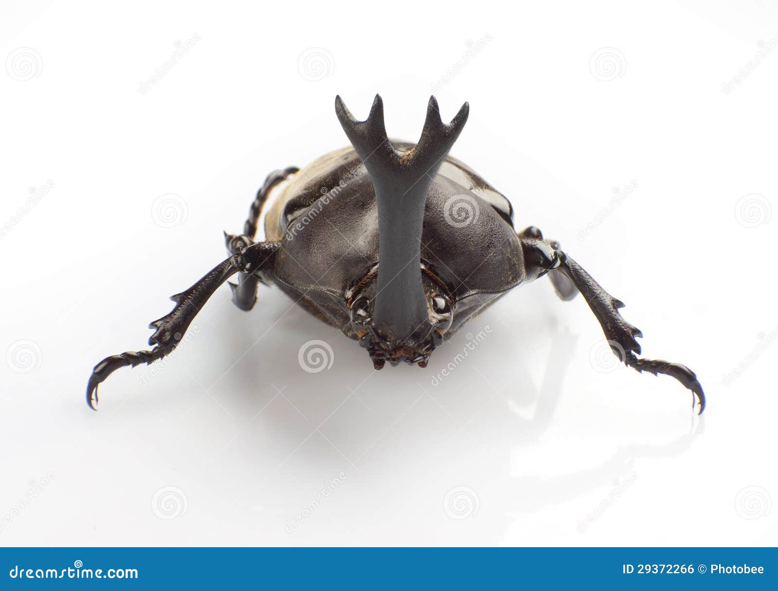 Besouro de Hercules foto de stock. Imagem de selvagem - 29372266