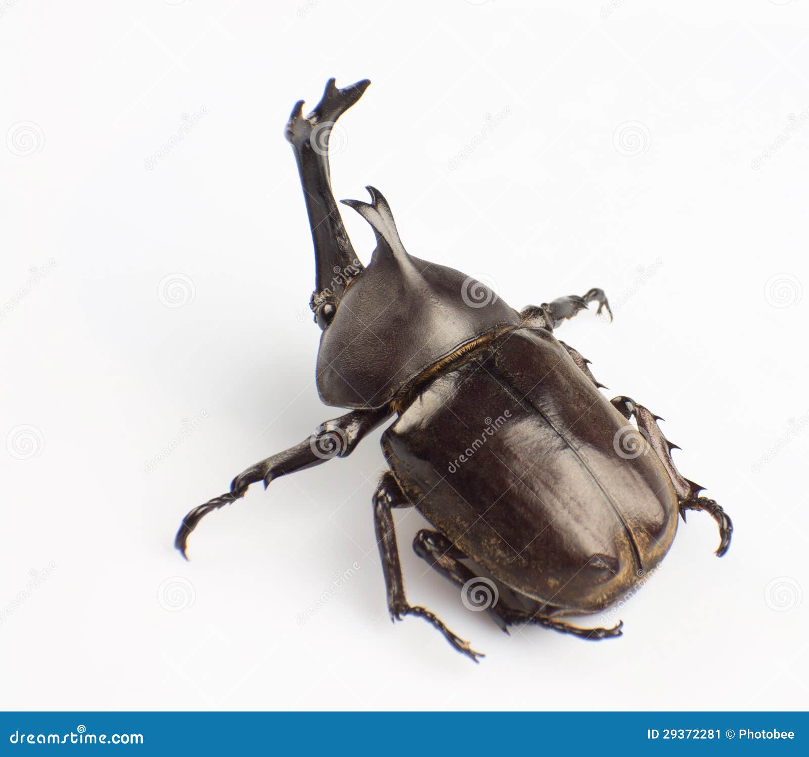 Besouro de Hercules imagem de stock. Imagem de fauna - 29372281