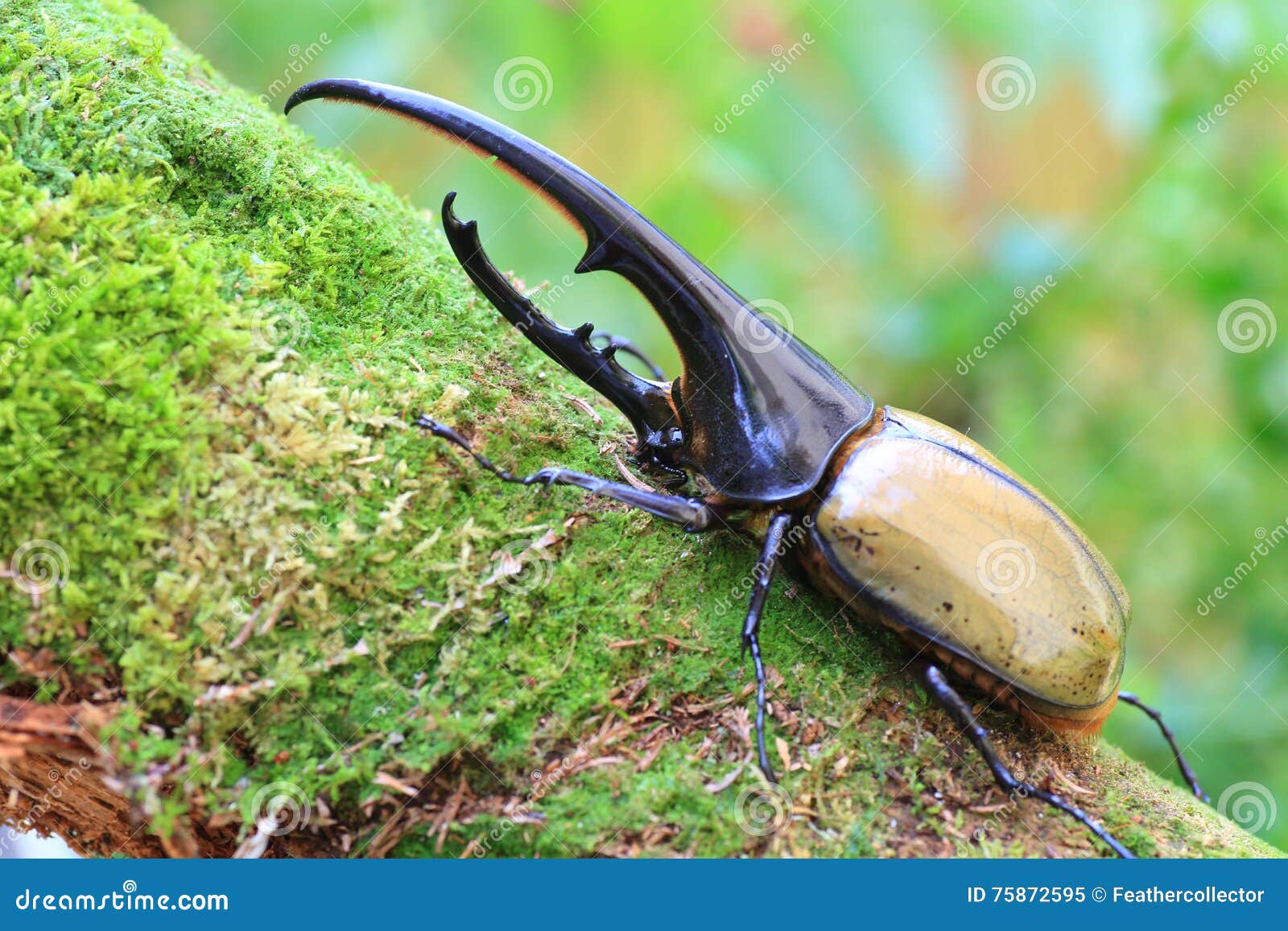 Besouro de Hercules imagem de stock. Imagem de nave, veado - 75872595