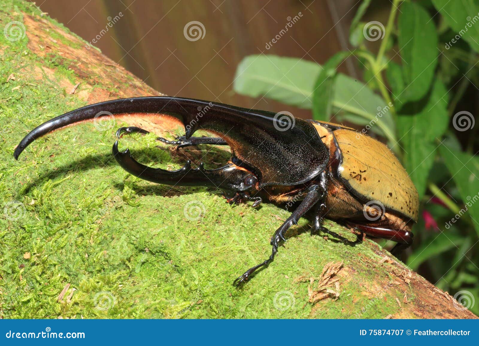 Besouro de Hercules imagem de stock. Imagem de veado - 75874707